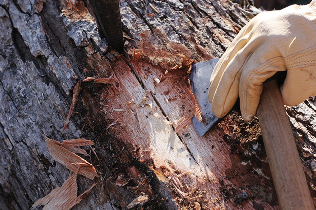 Logs to Lumber | Popular Woodworking