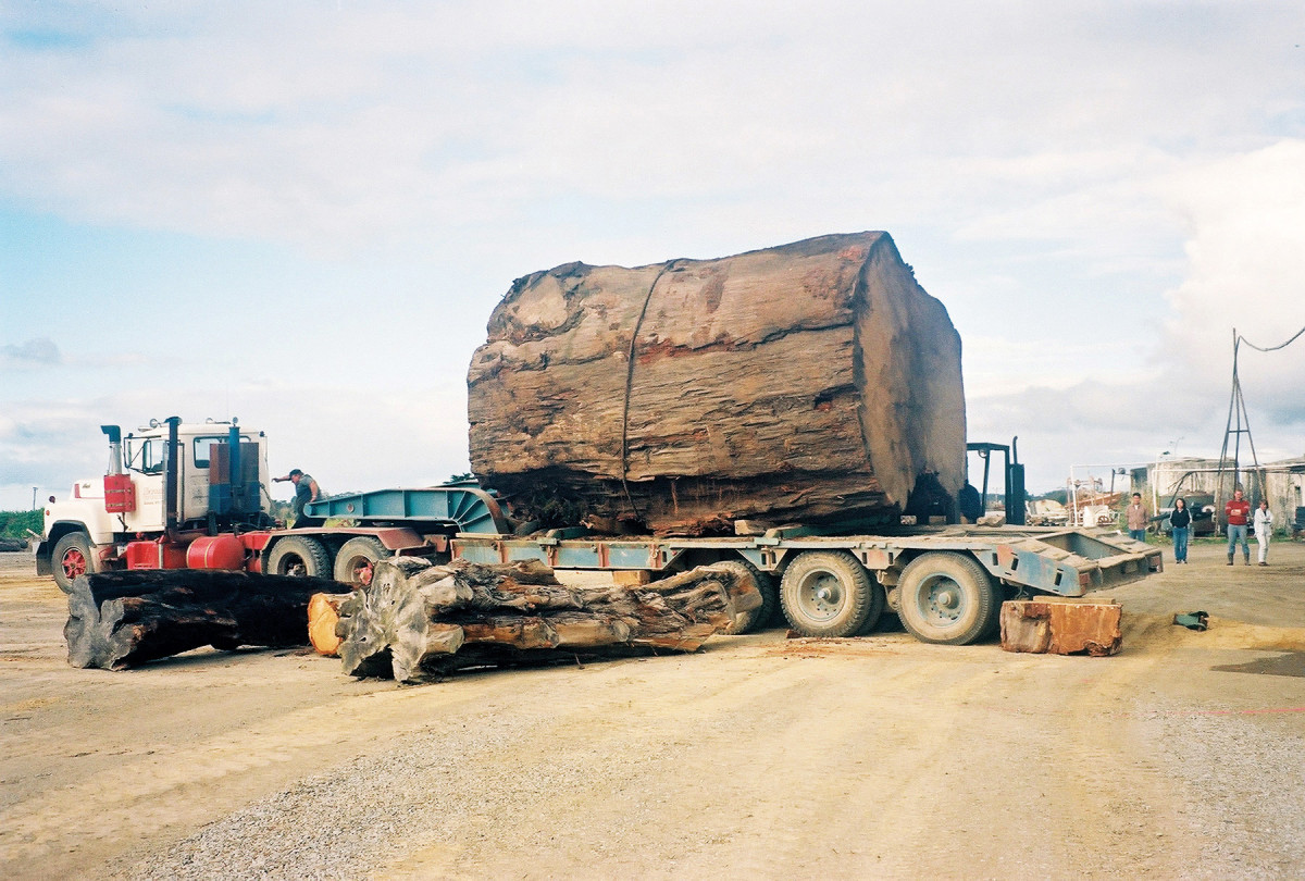 50,000-Year-Old Trees Rise Again | Popular Woodworking