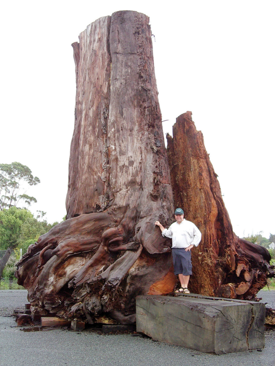 50,000-Year-Old Trees Rise Again | Popular Woodworking