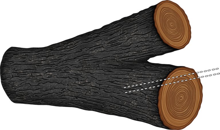 Anatomy of A Log | Popular Woodworking